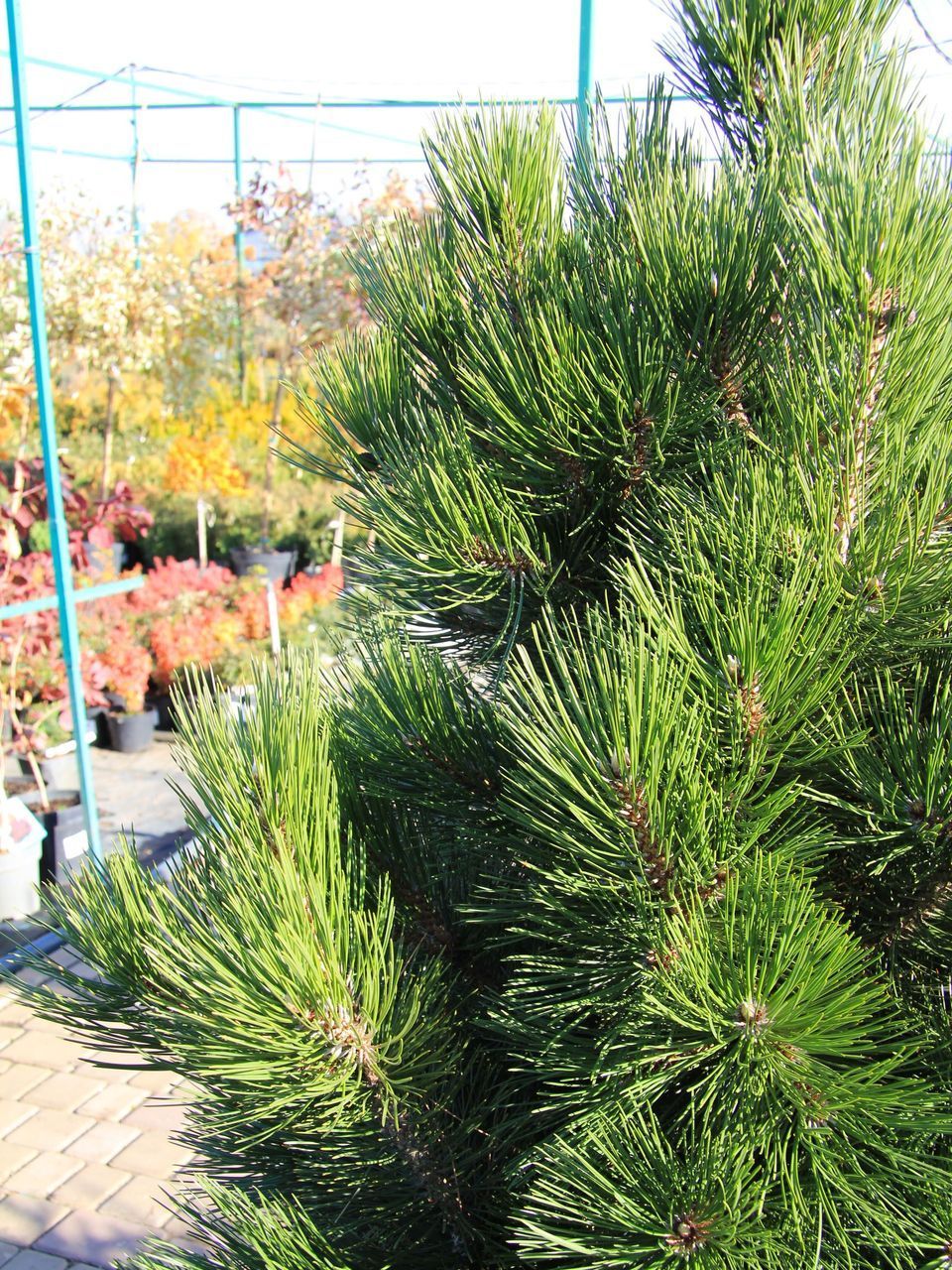 Сосна белокорая Малинки / Pinus Leucodermis Malinki купить в Украине в ...