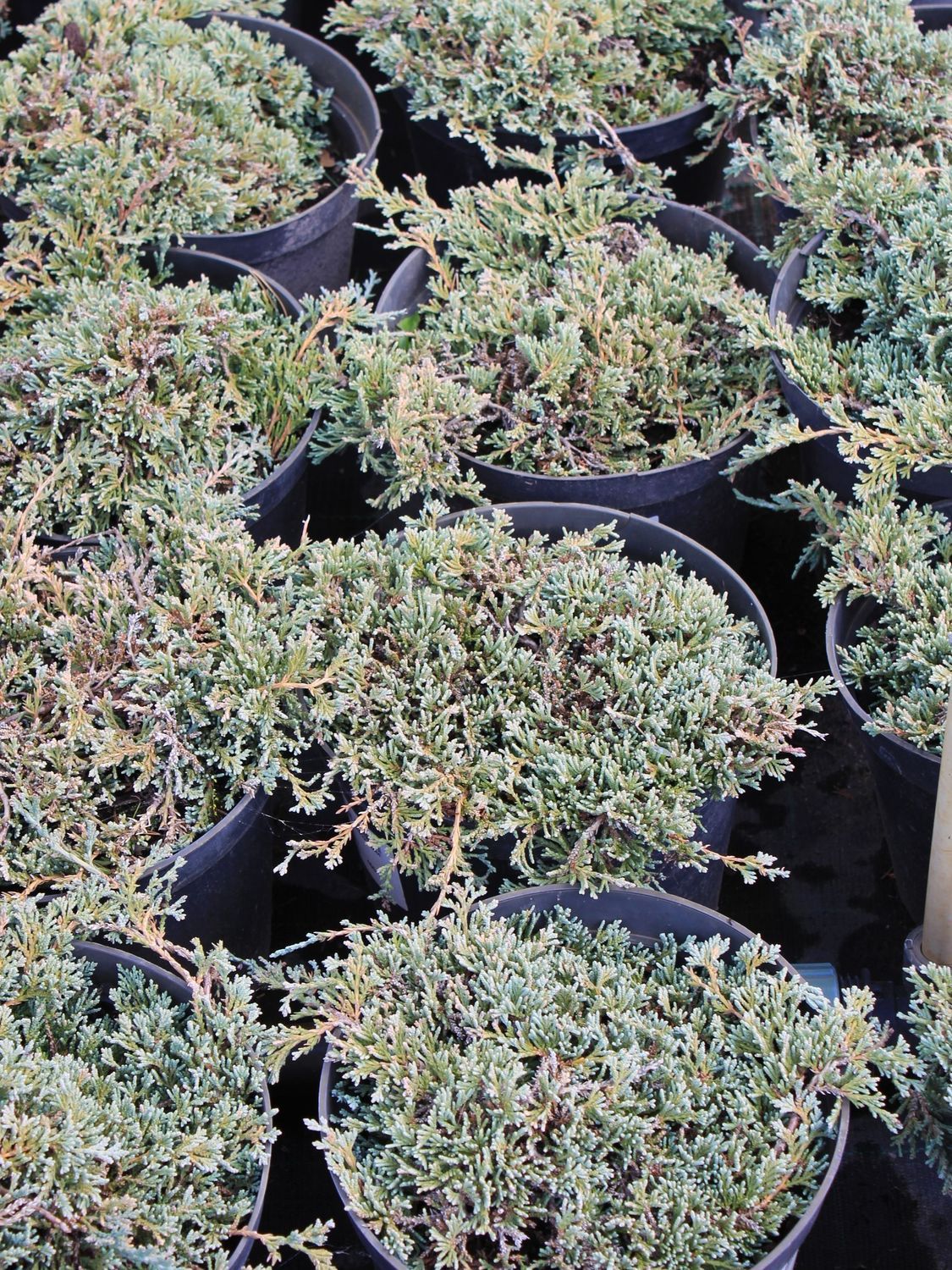 Можжевельник горизонтальный Айс Блю / Juniperus horizontalis Icee Blue ...