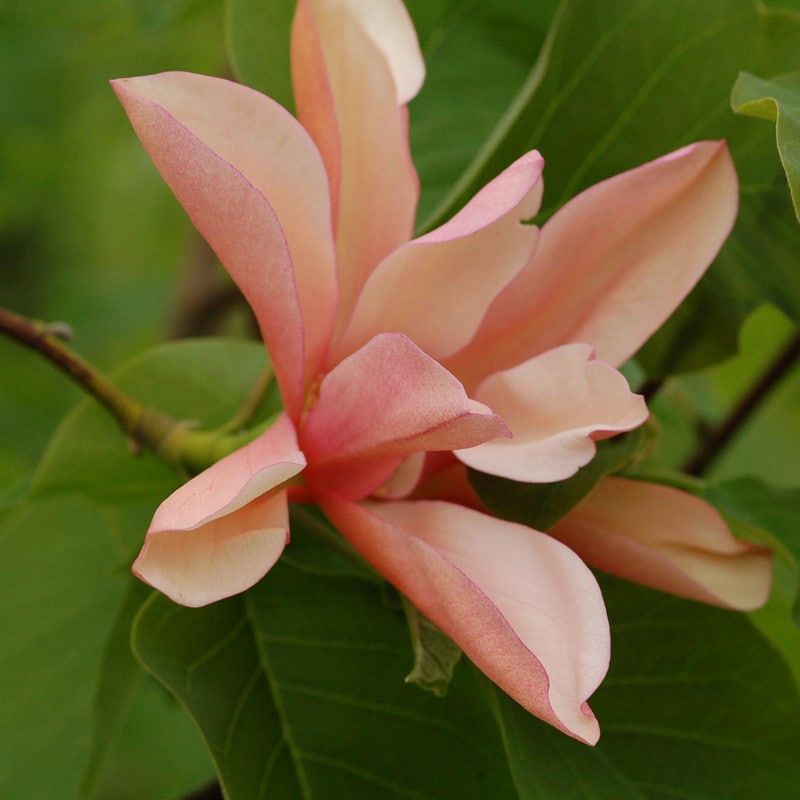 Магнолия гибридная Фламинго / Magnolia hybrida Flamingo купить в ...