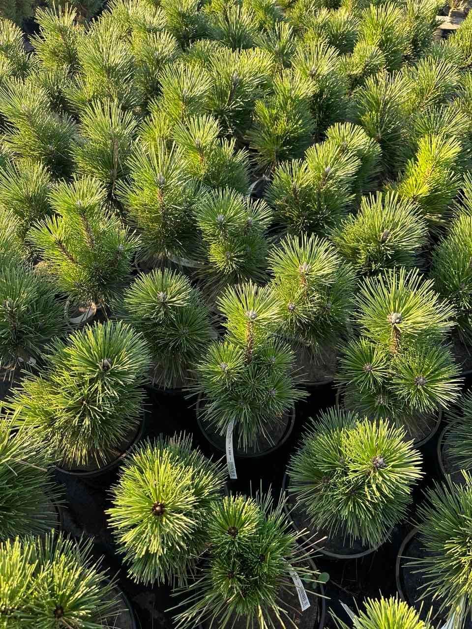 Сосна тунберга Тундерхед новорічна / Pinus thunbergii Thunderhead ...