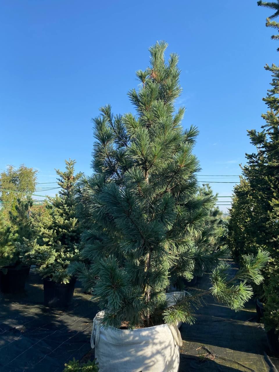 Сосна гнучка (Pinus flexilis, м'яка) купити саджанці в розпліднику ...