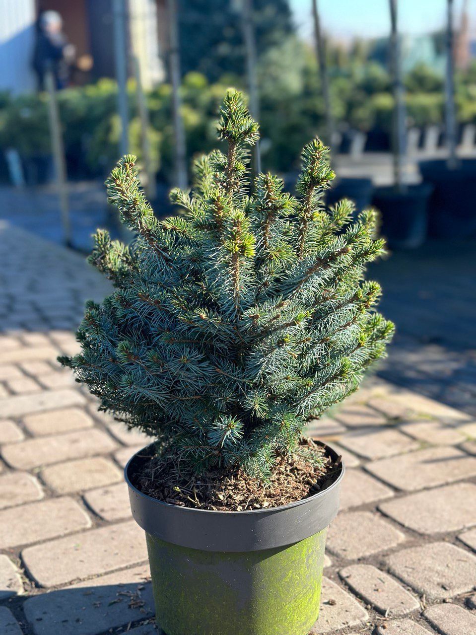 Ель ситхинская Тенас / Picea sitchensis Tenas купить в Украине в ...