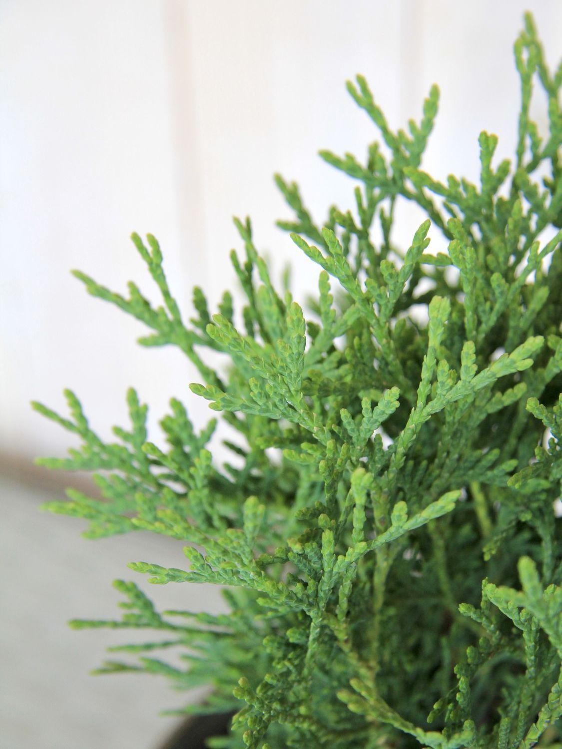 Туя западная Литтл Джем / Thuja occidentalis Little Gem купить в ...