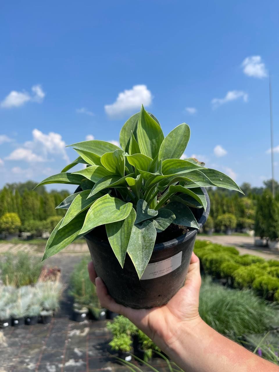 Хоста гібридна Блю Кадет / Hosta hybrida Blue Cadet купити в Україні в ...